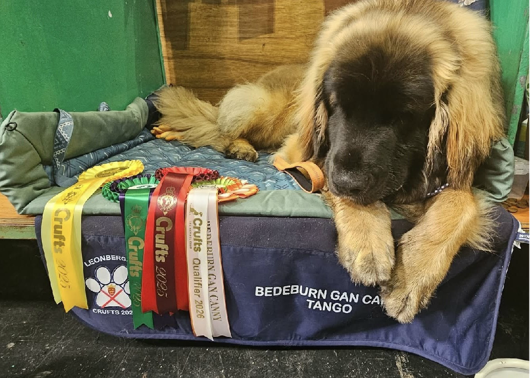 Tango puts owner on 'cloud nine' after Crufts award - Jersey Evening Post