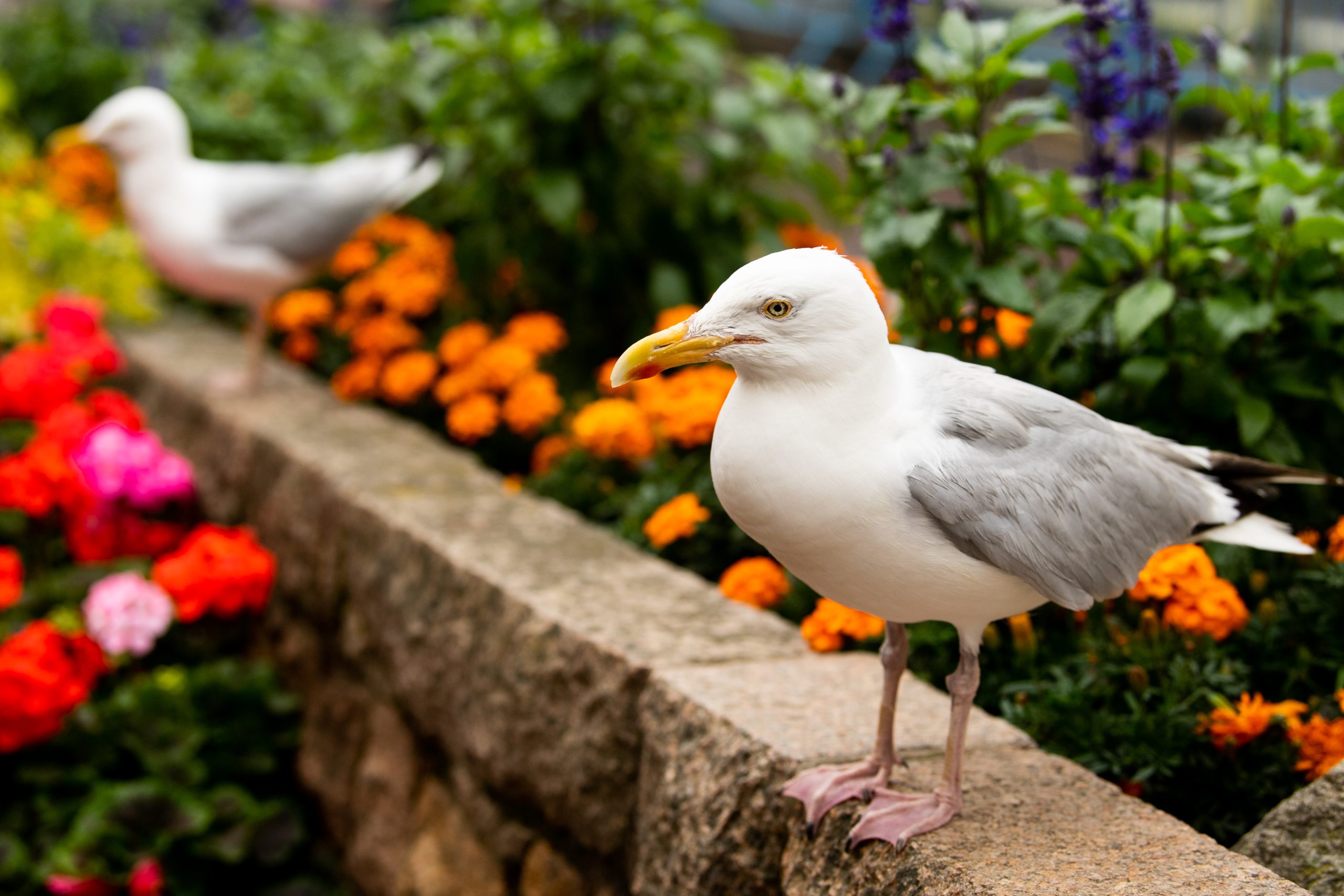 'Seagulls? They should be celebrated, not demonised. And feeding them ...